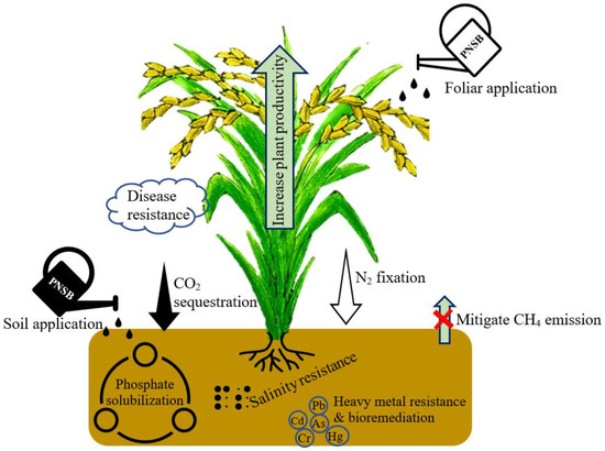 Potential of Purple Non-Sulfur Bacteria in Sustainably Enhancing the ...