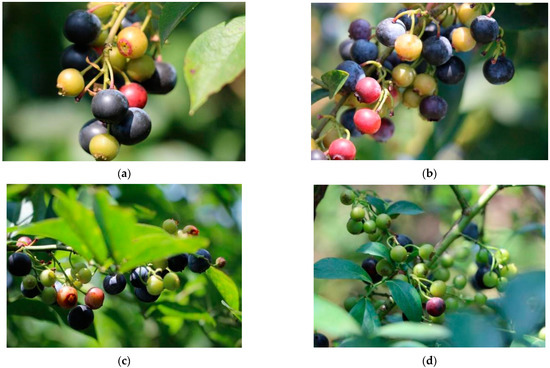 Lightweight Blueberry Fruit Recognition Based on Multi-Scale and ...