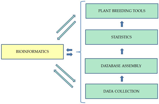 Maize Breeding: From Domestication to Genomic Tools