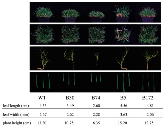 Agronomy | Special Issue : Advances in Genetics, Breeding, and Quality ...