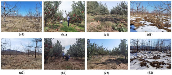 Tree Trunk and Obstacle Detection in Apple Orchard Based on Improved YOLOv5s Model