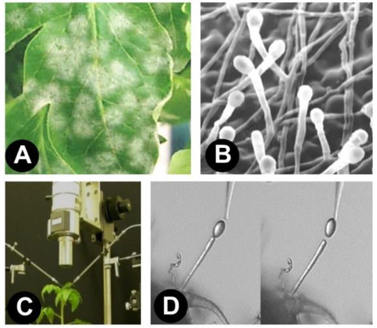 Electrostatic Spore-Trapping Techniques for Managing Airborne Conidia ...