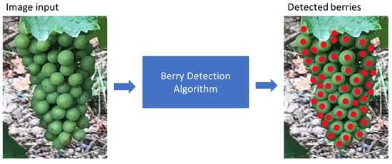 Computer Vision and Deep Learning for Precision Viticulture