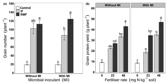 Microbial Consortium Inoculum with Rock Minerals Increased Wheat Grain ...