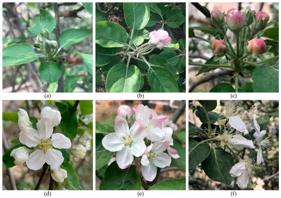 Automatic Estimation of Apple Orchard Blooming Levels Using the ...