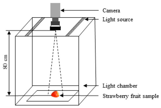 Non-Destructive Estimation of Fruit Weight of Strawberry Using Machine Learning Models