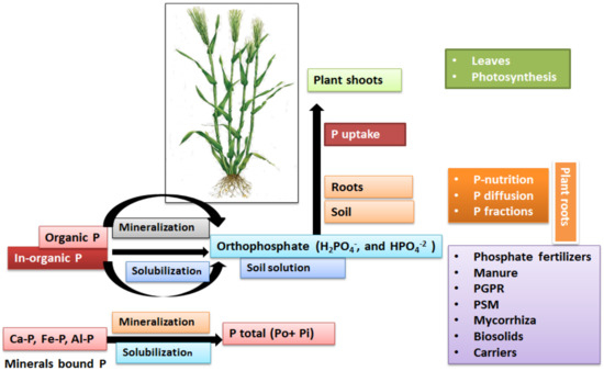 Phosphorus Mobilization in Plant–Soil Environments and Inspired ...