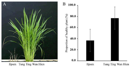 A Novel Locus for Bakanae Disease Resistance, qBK4T, Identified in Rice