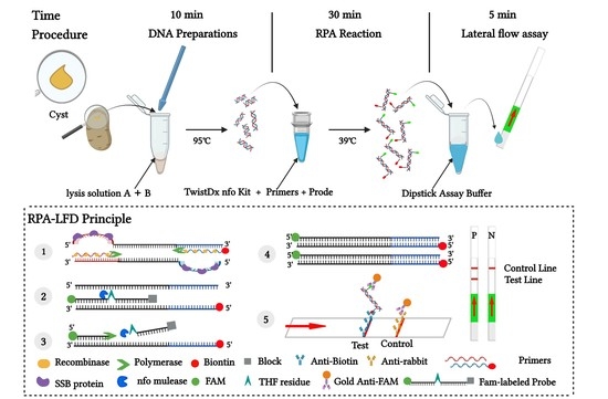 Agronomy | Free Full-Text | Rapid Diagnosis and Visual Detection of ...