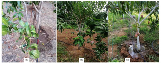 Pruning and Water Saving Management Effects on Mango High-Density and ...
