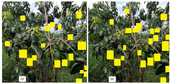 Pruning and Water Saving Management Effects on Mango High-Density and ...