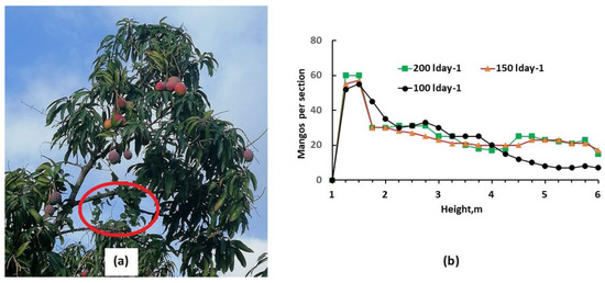 Pruning and Water Saving Management Effects on Mango High-Density and ...