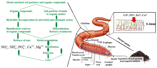 The Recovery of Vermicompost Sewage Sludge in Agriculture