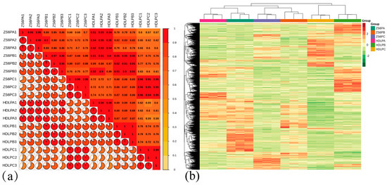 Metabolome and Transcriptome Analysis Reveal the Accumulation Mechanism of Carotenoids and the ...