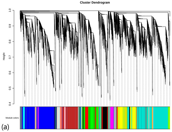 Metabolome and Transcriptome Analysis Reveal the Accumulation Mechanism of Carotenoids and the ...