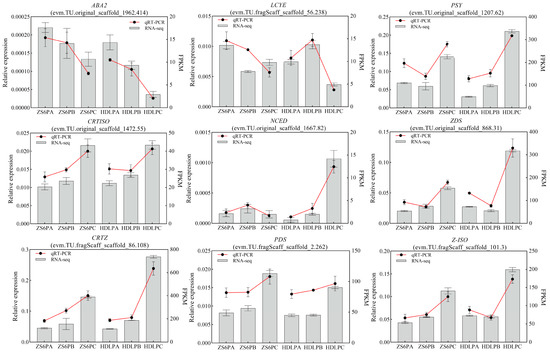 Metabolome and Transcriptome Analysis Reveal the Accumulation Mechanism of Carotenoids and the ...