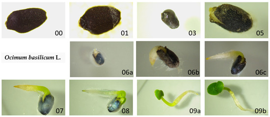 Dynamics of the Ocimum basilicum L. Germination under Seed Priming ...