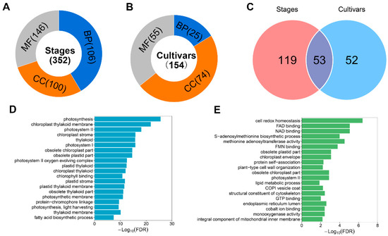 Molecular Mechanisms Regulating the Oil Biosynthesis in Olive (Olea ...