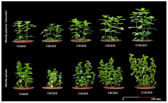 Effect of Biochar on the Growth, Photosynthesis, Antioxidant System and ...
