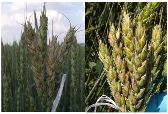 Weeds in Cereal Crop Rotations May Host Fusarium Species That Cause ...