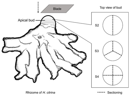 Rhizome Weight and Number of Sectioning per Rhizome Determine Plantlet ...