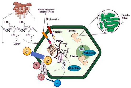 Plant Immunity Is Regulated by Biological, Genetic, and Epigenetic Factors
