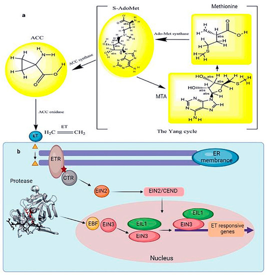 Plant Immunity Is Regulated by Biological, Genetic, and Epigenetic Factors