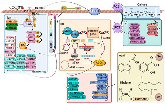 Plant Immunity Is Regulated by Biological, Genetic, and Epigenetic Factors