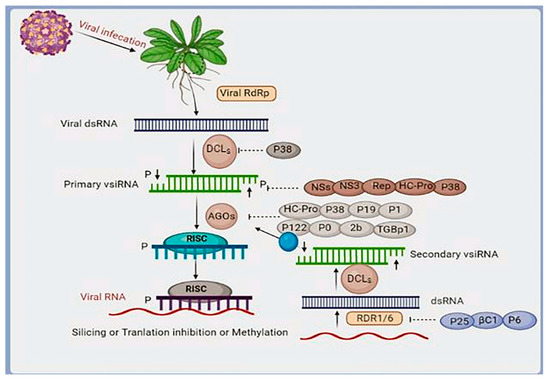 Agronomy | Free Full-Text | Plant Immunity Is Regulated by Biological ...