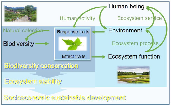 Applying Trait-Based Modeling to Achieve Functional Targets during the ...
