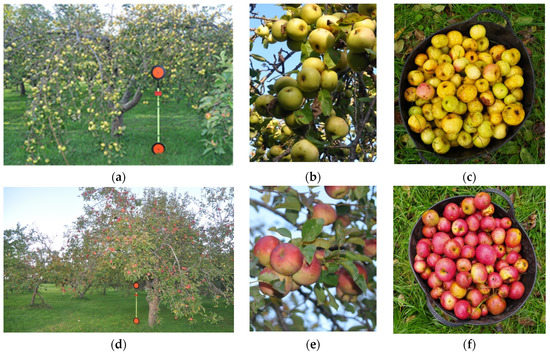 Transfer Learning with Convolutional Neural Networks for Cider Apple ...