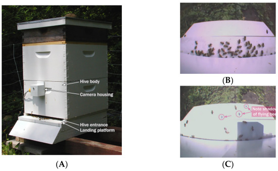 Research Progress on Efficient Pollination Technology of Crops