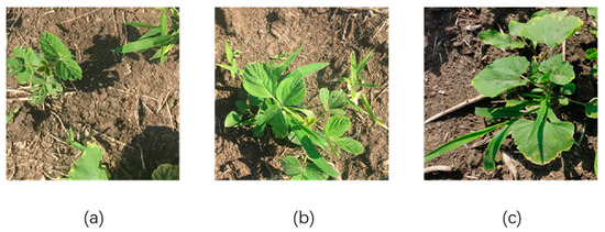 Agronomy | Free Full-Text | Development of Weed Detection Method in Soybean Fields Utilizing ...