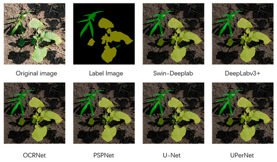 Agronomy | Free Full-Text | Development of Weed Detection Method in ...