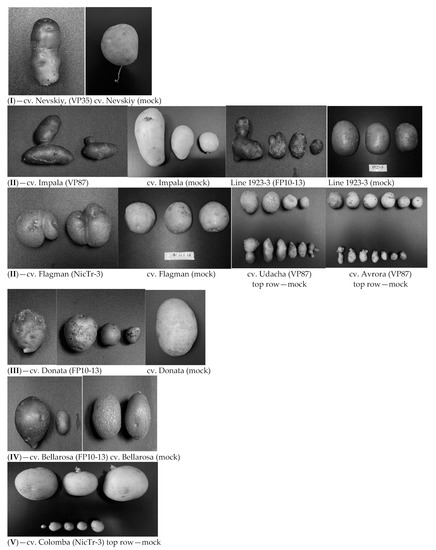 Evaluation of Responses of Potato Cultivars to Potato Spindle Tuber ...