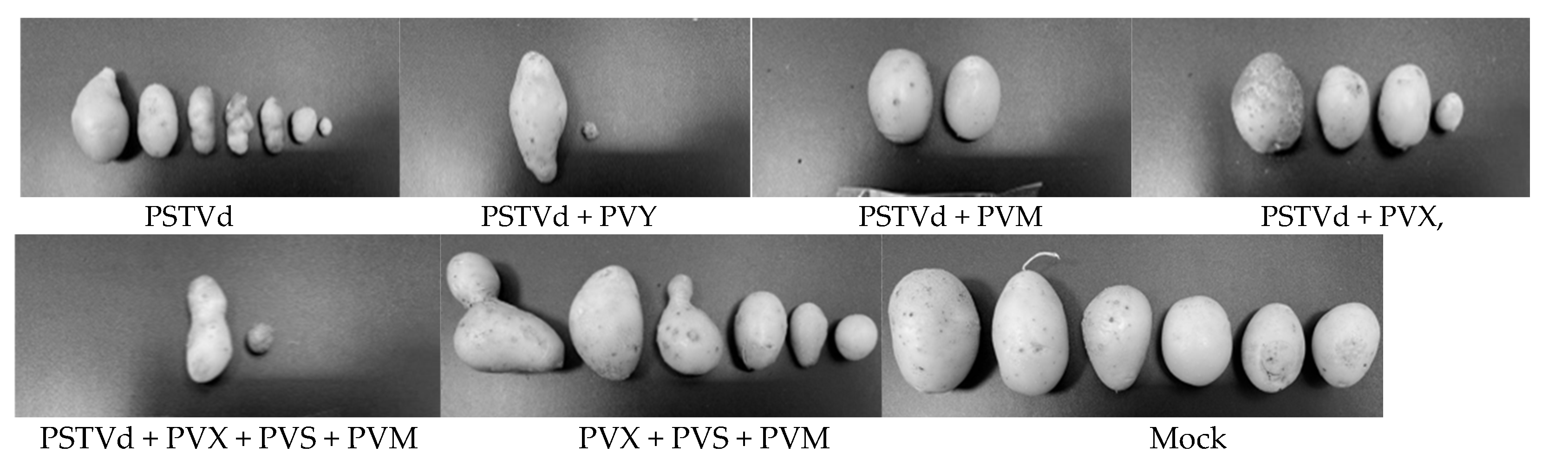 Evaluation of Responses of Potato Cultivars to Potato Spindle Tuber ...