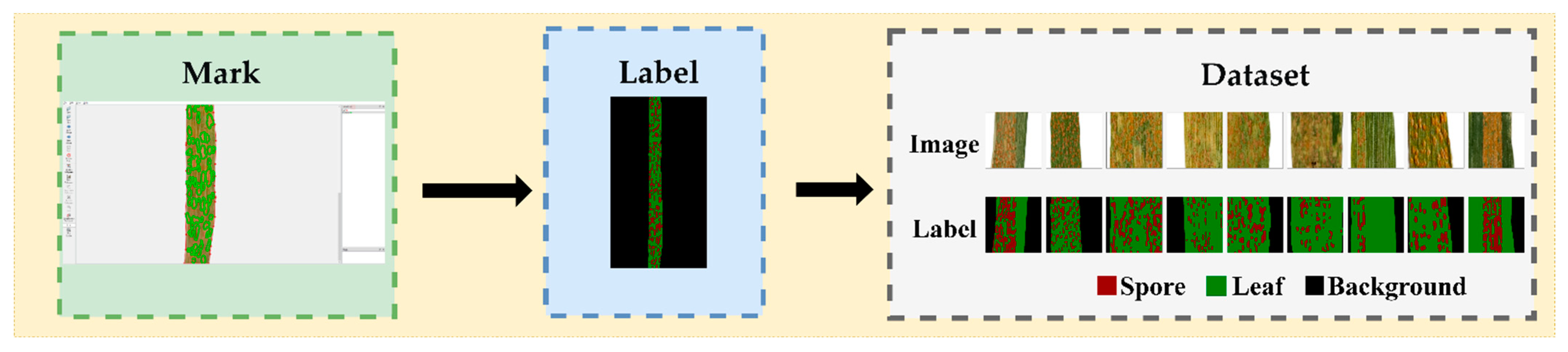 Agronomy | Free Full-Text | Semantic Segmentation of Wheat Stripe Rust Images Using Deep Learning