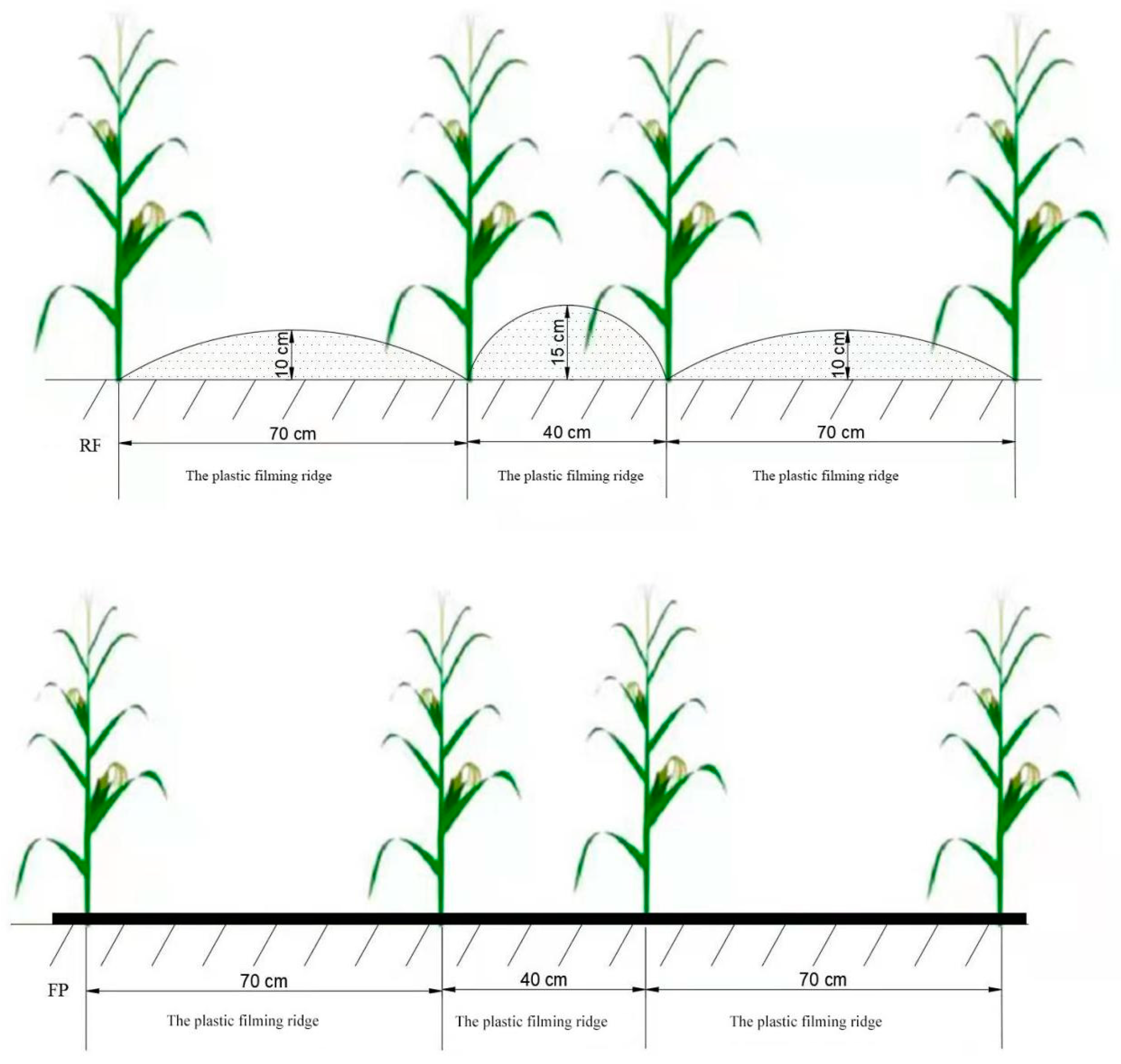 Optimal Effects of Combined Application of Nitrate and Ammonium ...