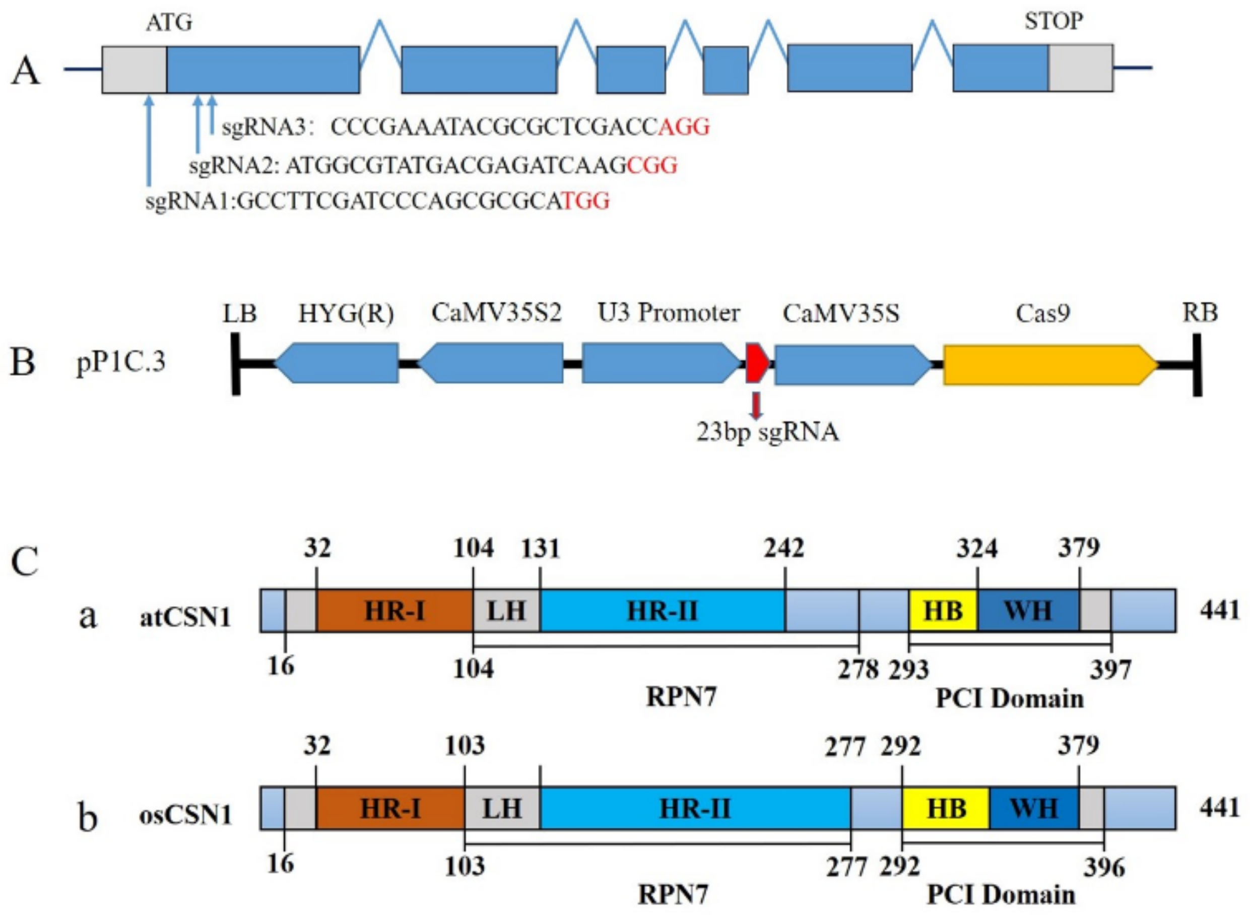 OsCSN1 Regulates the Growth and Development of Rice Seedlings through ...