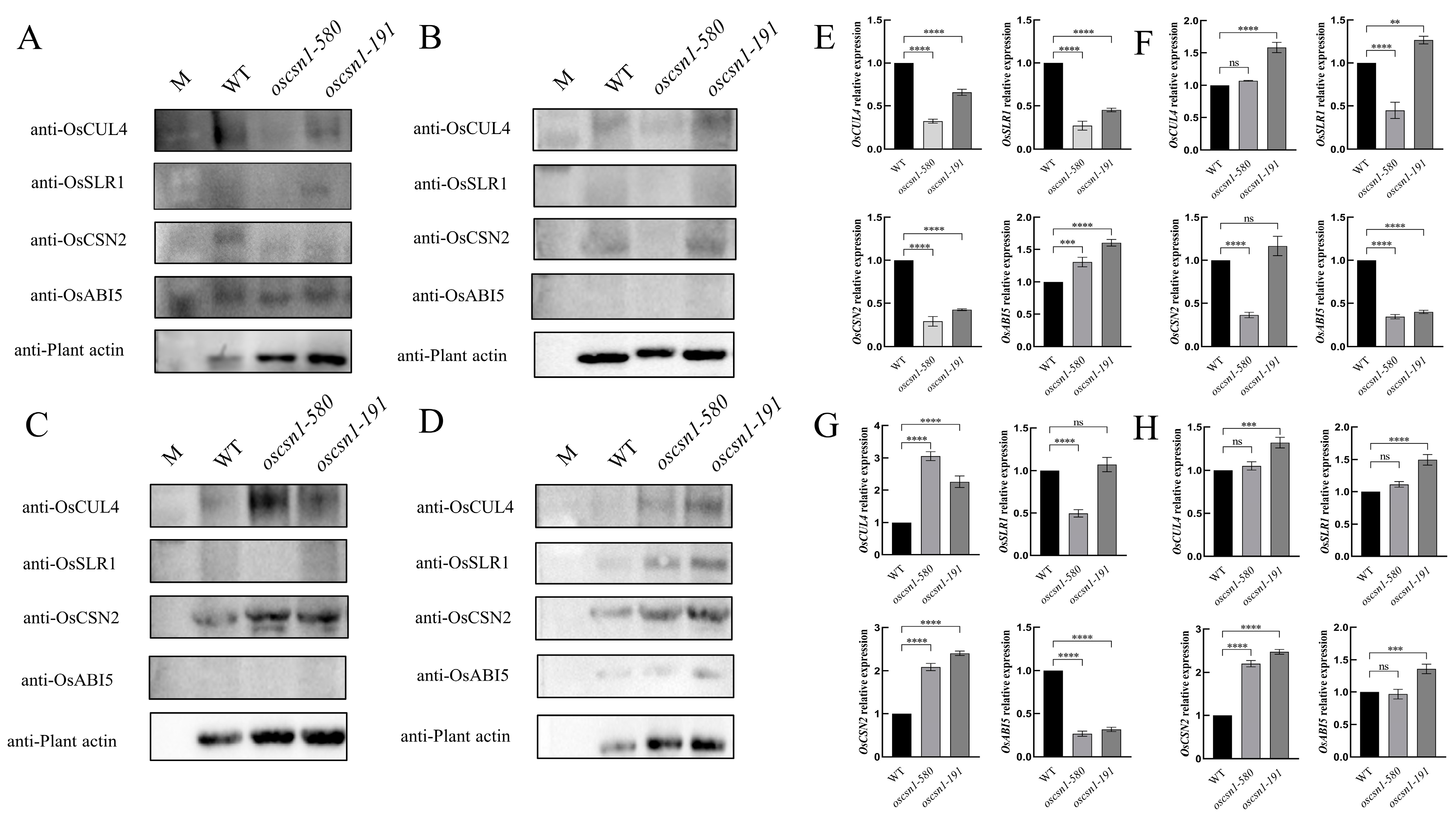 OsCSN1 Regulates the Growth and Development of Rice Seedlings through ...