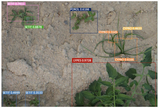 Agronomy | Free Full-Text | Intelligent Weed Management Based on Object ...