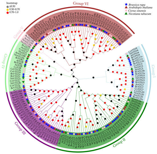 Genome-Wide Identification and Expression Analysis of BrATGs and Their Different Roles in ...