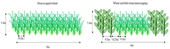 Wheat and Faba Bean Intercropping Together with Nitrogen Modulation Is a Good Option for ...