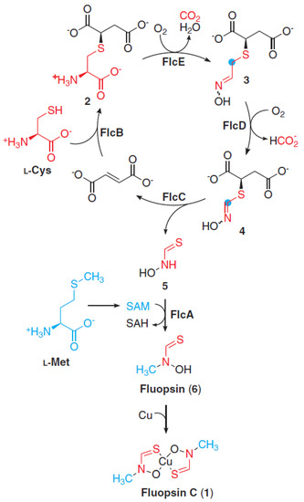 Fluopsin C: A Review of the Antimicrobial Activity against Phytopathogens