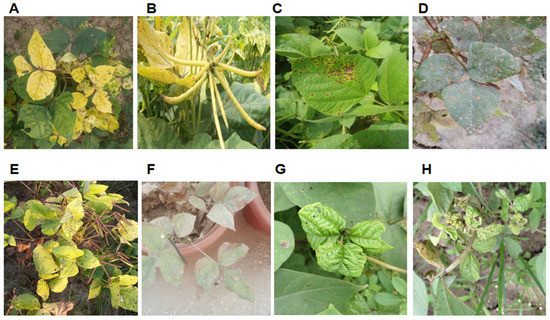 Genetic and Genomics Resources of Cross-Species Vigna Gene Pools for ...