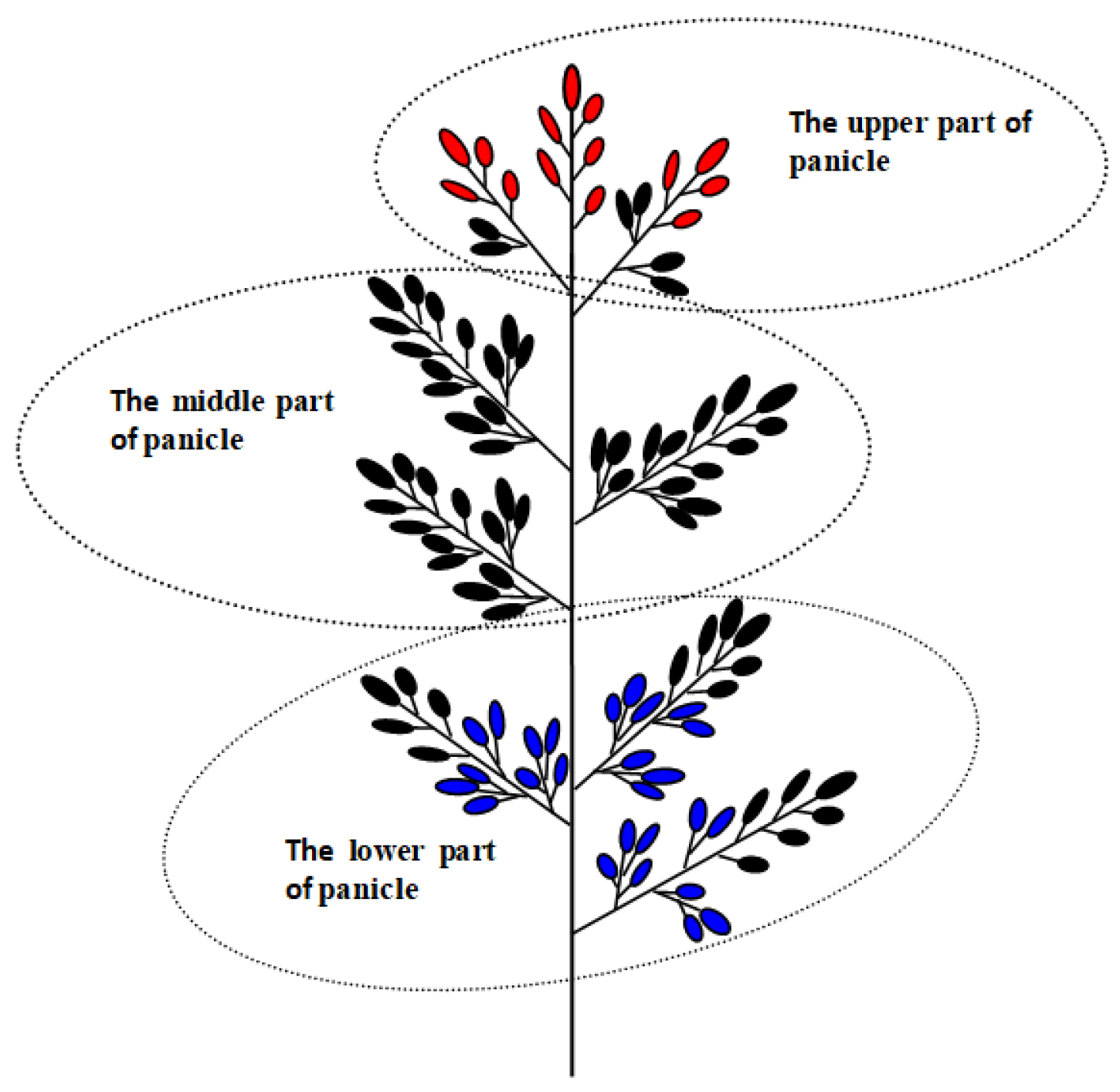 Exogenous Diethylaminoethyl Hexanoate Highly Improved the Cold ...