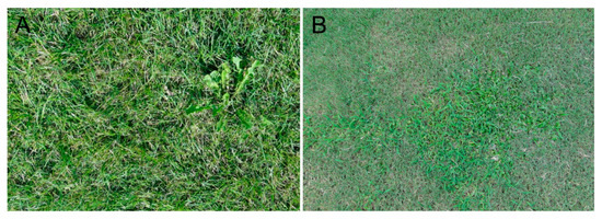 Deep Learning-Based Weed Detection in Turf: A Review