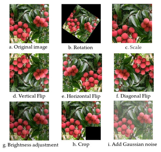 Litchi Detection in a Complex Natural Environment Using the YOLOv5-Litchi Model
