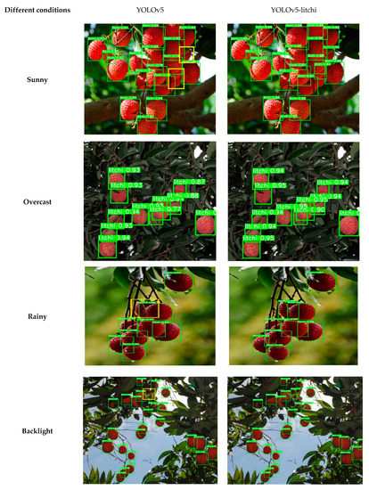 Litchi Detection in a Complex Natural Environment Using the YOLOv5-Litchi Model