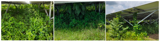 Analysis of Weed Communities in Solar Farms Located in Tropical Areas ...